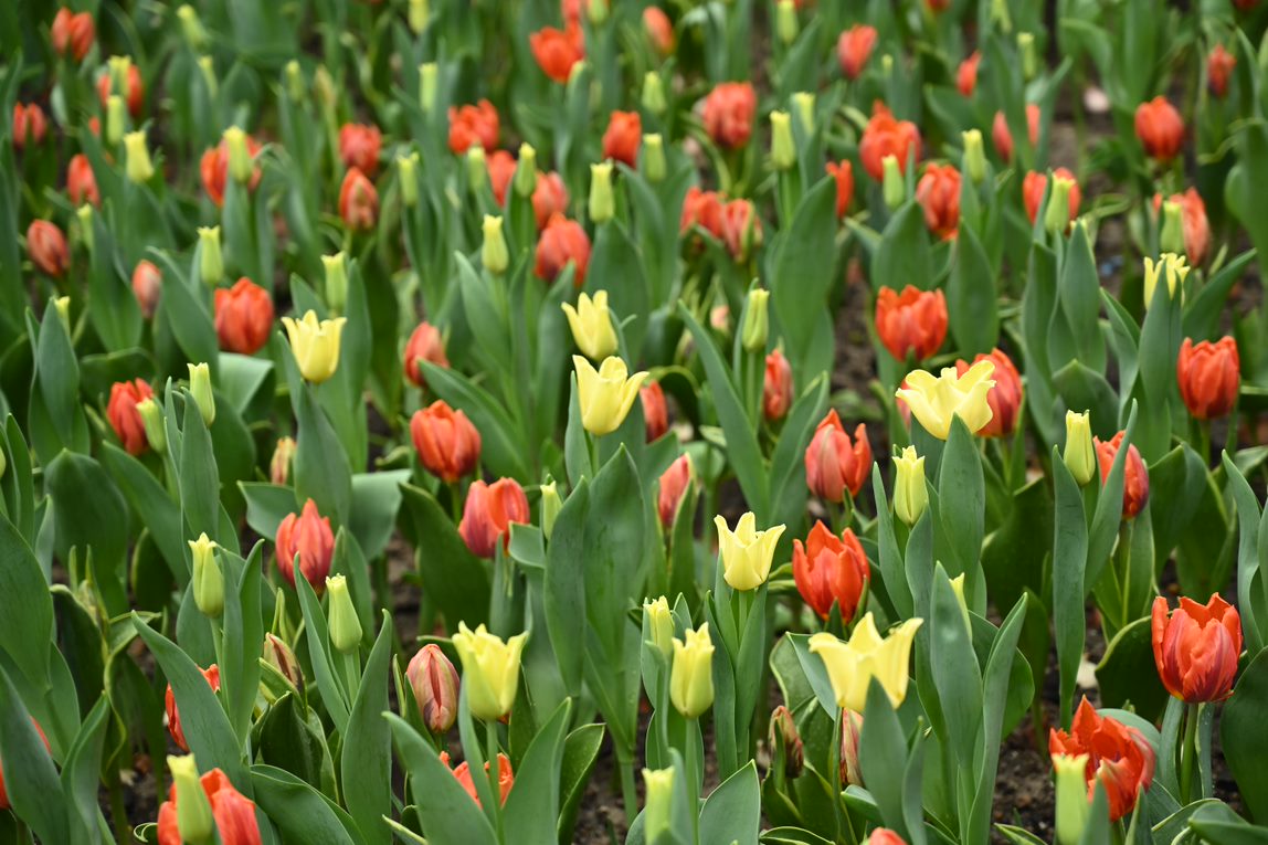 Singapore’s Tulipmania celebrates tulips’ Turkish heritage - The ...